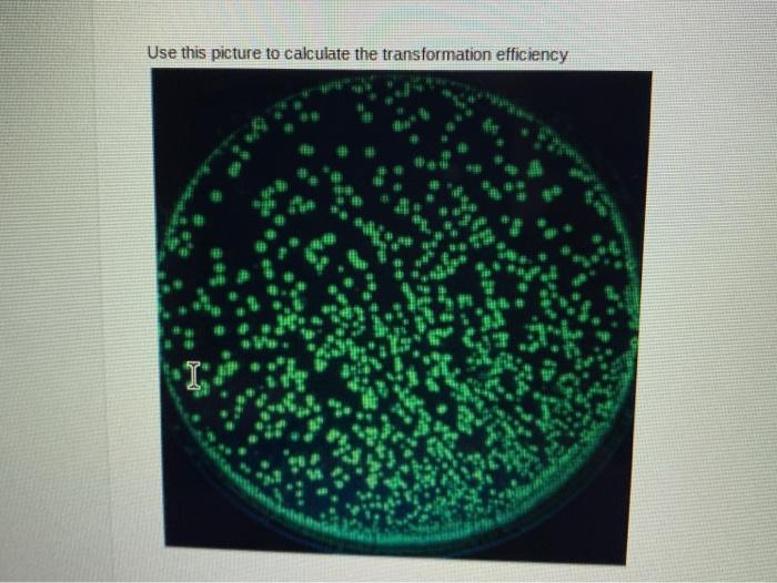 Solved Calculating Transformation Efficiency Your next task | Chegg.com