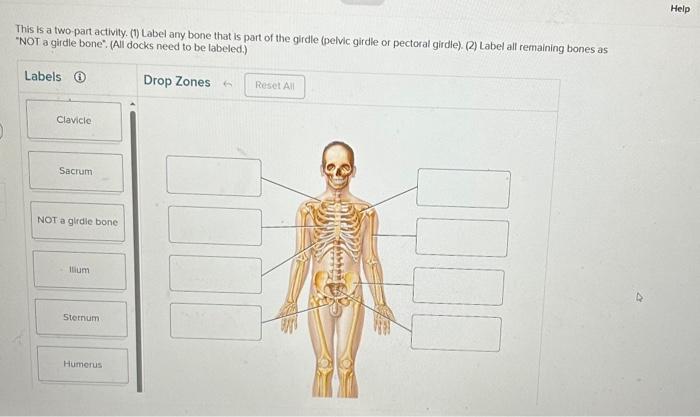 Solved This is a two part activity. (1) Label any bone that | Chegg.com
