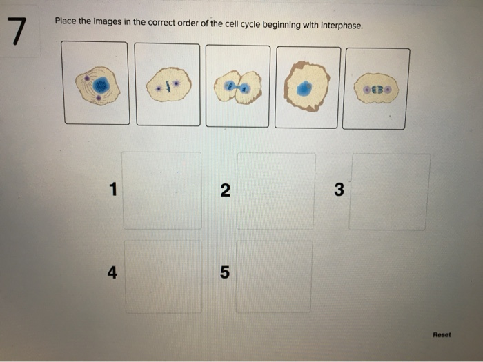Solved Place the images in the correct order of the cell | Chegg.com