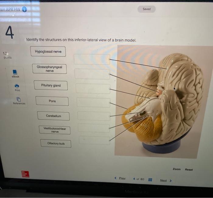 Solved Bin APR HW Saved 4. Identify the structures on this | Chegg.com