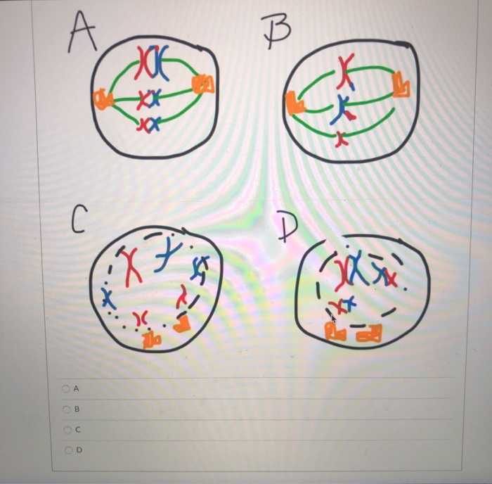 Solved Question 40 2 pts Assume that a cell has 2n = 6. | Chegg.com