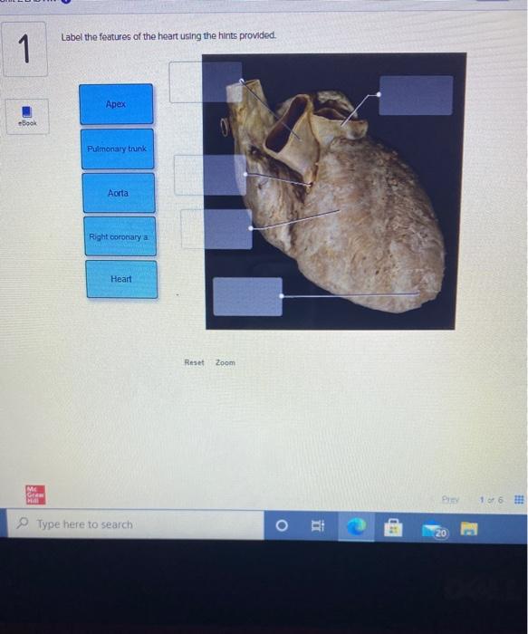 Solved Label the features of the heart using the hints | Chegg.com