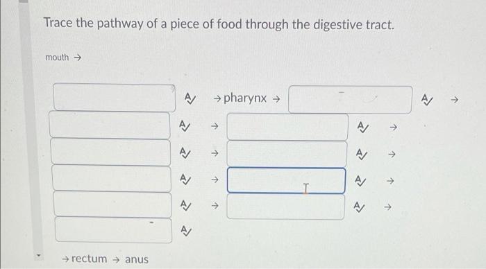 Solved Trace the pathway of a piece of food through the | Chegg.com