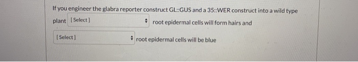 Solved If you engineer the glabra reporter construct GL::GUS | Chegg.com