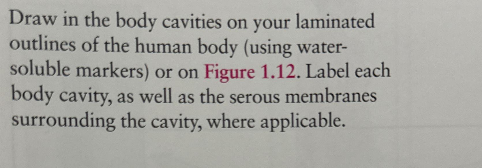 Solved Draw in the body cavities on your laminated outlines | Chegg.com