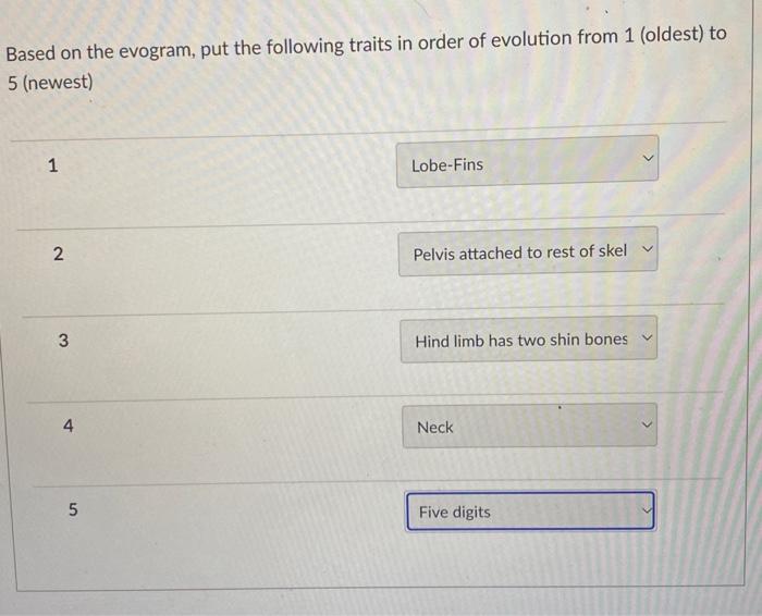 Based on the evogram, put the following traits in | Chegg.com