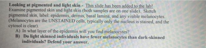 Solved Looking at pigmented and light skin.- This slide has | Chegg.com