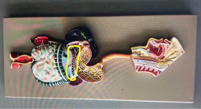 Solved What is the structure in the yellow circle? | Chegg.com