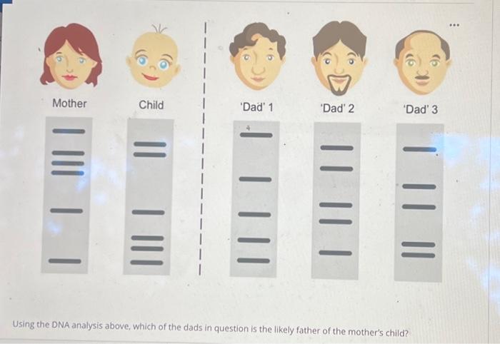 Solved Using the DNA analysis above, which of the dads in | Chegg.com