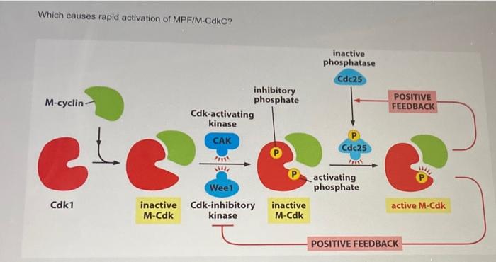 Solved Which causes rapid activation of MPF/M-CdkC? inactive | Chegg.com
