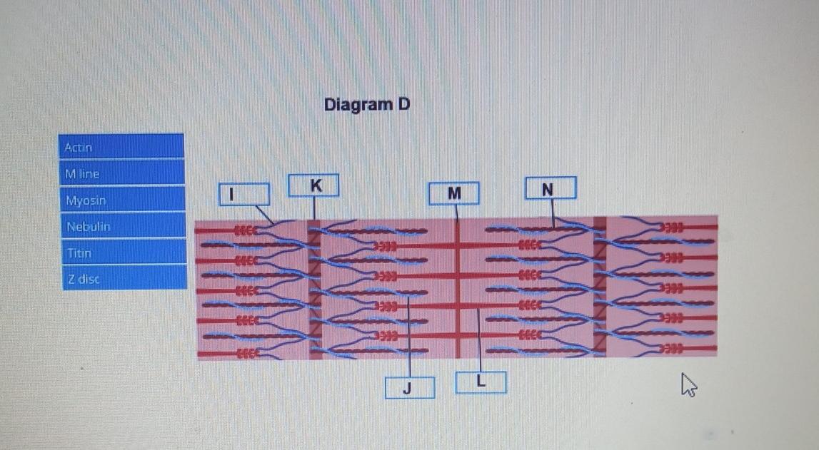 Solved Activity 1. 1.1 Label the components of a sarcomere, | Chegg.com
