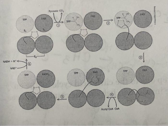 Solved Show the reaction catalyzed by the enzyme pyruvate | Chegg.com