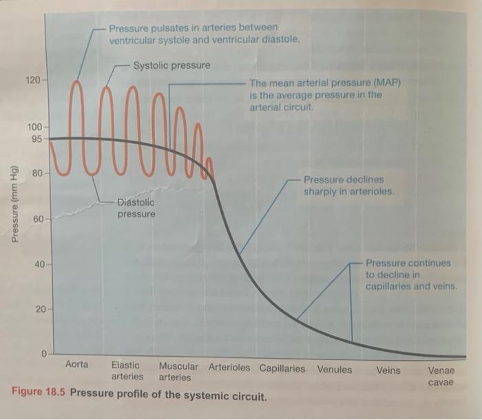 Using a graph below of pressures within the systemic | Chegg.com