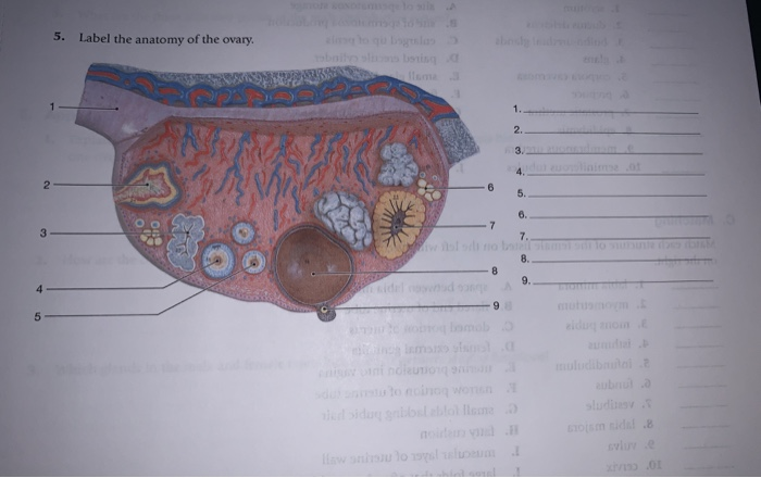 Solved 5. Label the anatomy of the ovary 1. 2. 2 6 5. 6. 7 3 | Chegg.com