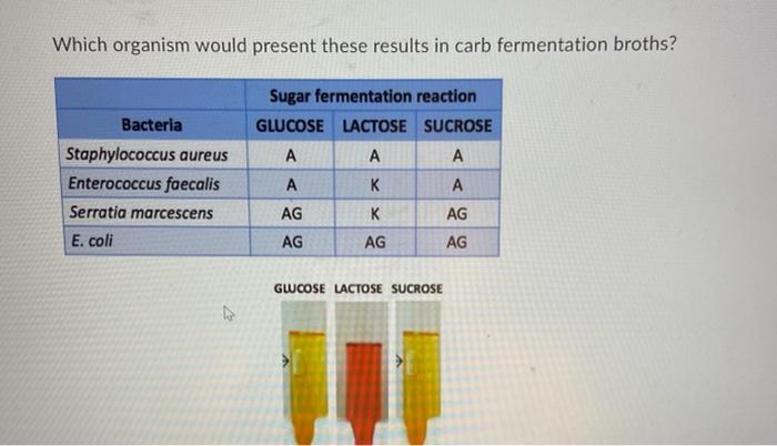 Solved The reason why the phenol red broth may turn dark | Chegg.com
