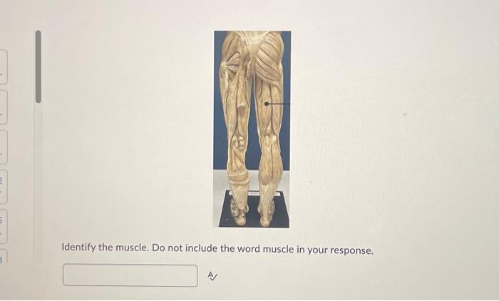 Solved Identify the muscle. Do not include the word muscle | Chegg.com