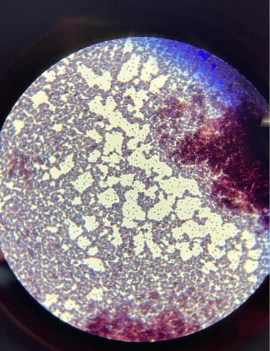 Solved Hello, in my microbiology lab im doing the unknown | Chegg.com