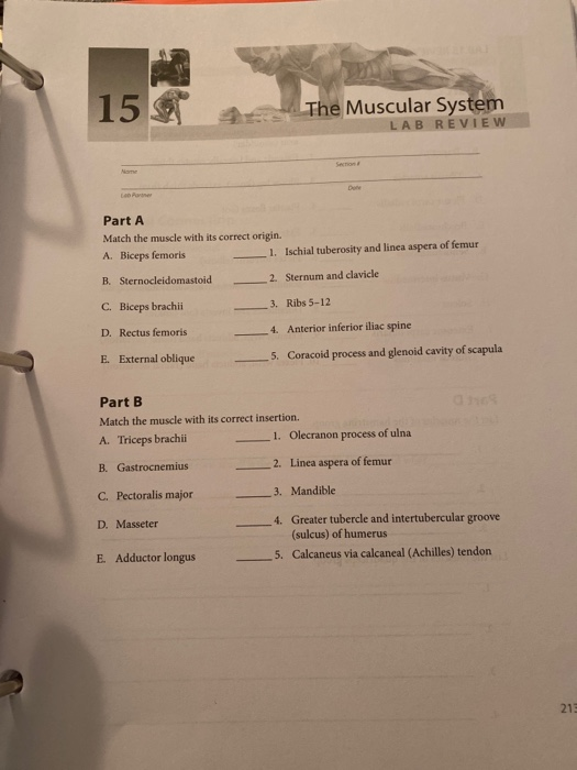 Solved 15 The Muscular System LAB REVIEW Nome LP Part A | Chegg.com
