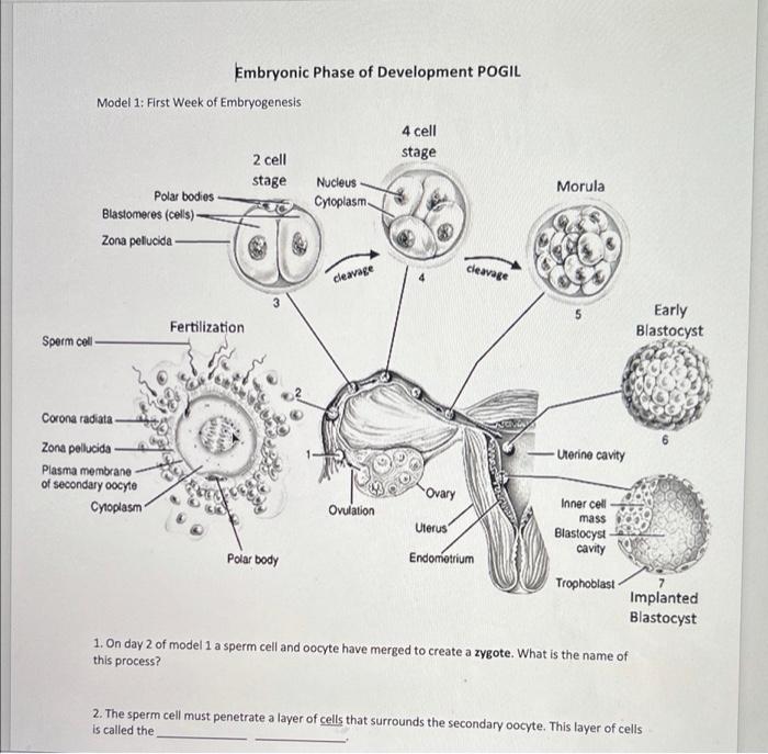 Solved Embryonic Phase of Development POGIL Model 1: First | Chegg.com