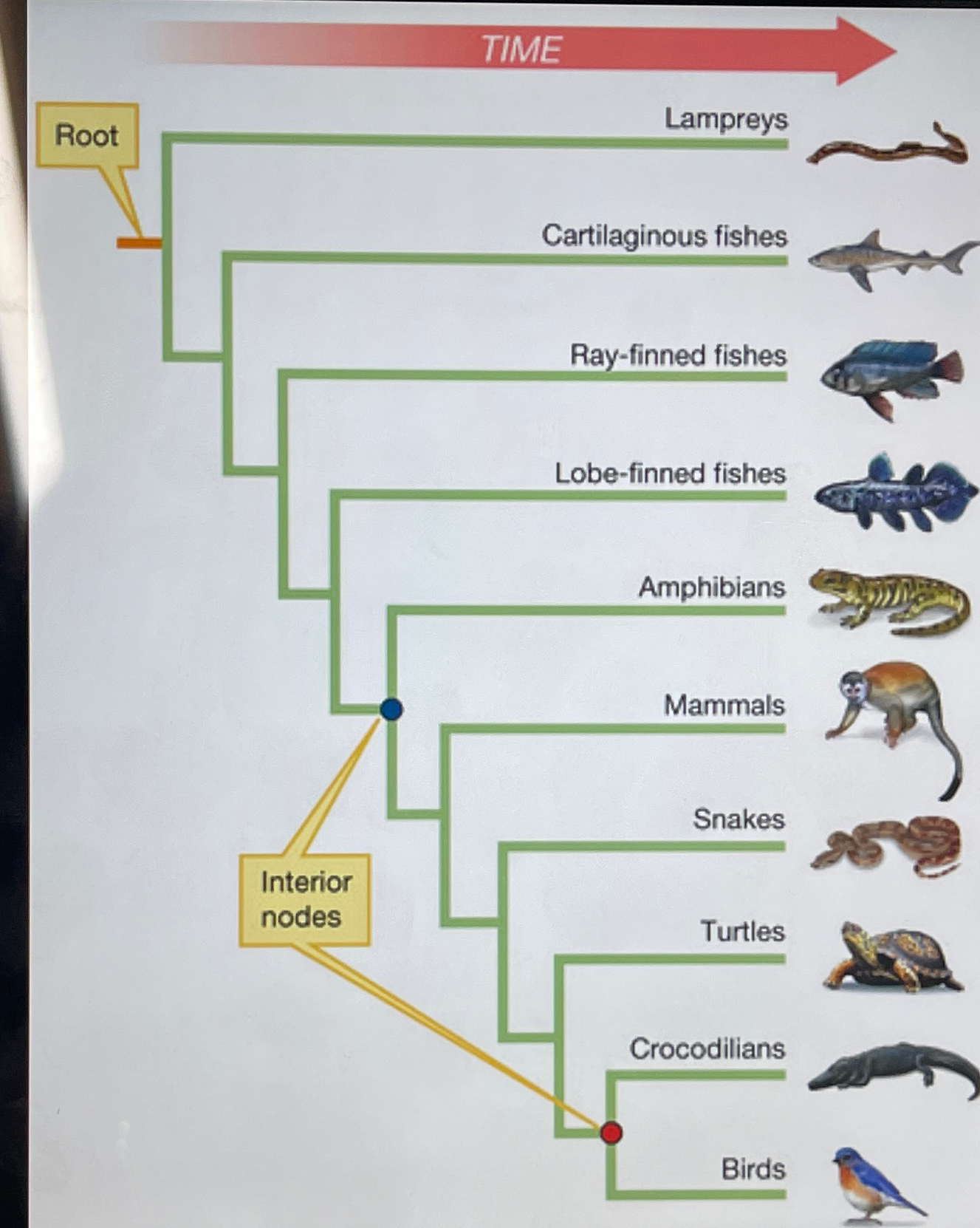 Solved Based on the phylogenetic tree which of the following | Chegg.com