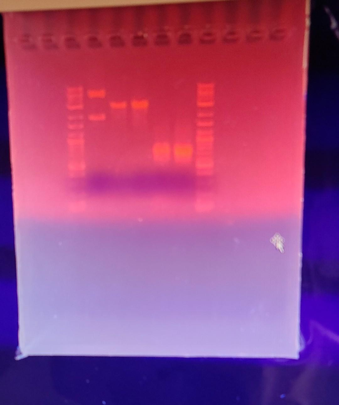 Describe your results: for each fragment (insert | Chegg.com