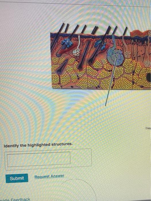 Solved Copy Identify the highlighted structures. Submit | Chegg.com