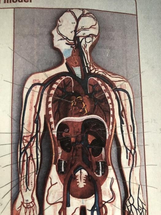 Solved UNIT 1: THE CARDIOVASCULAR SYSTEM Activity 5: Flatman | Chegg.com