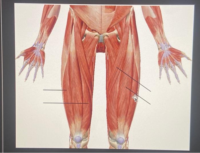 Solved Can you label the structure please? | Chegg.com