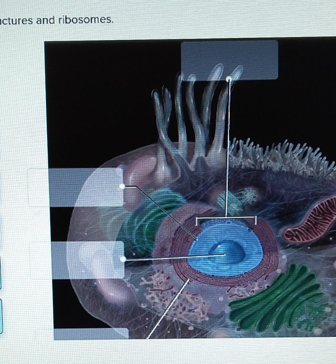 Solved ictures and ribosomes. | Chegg.com