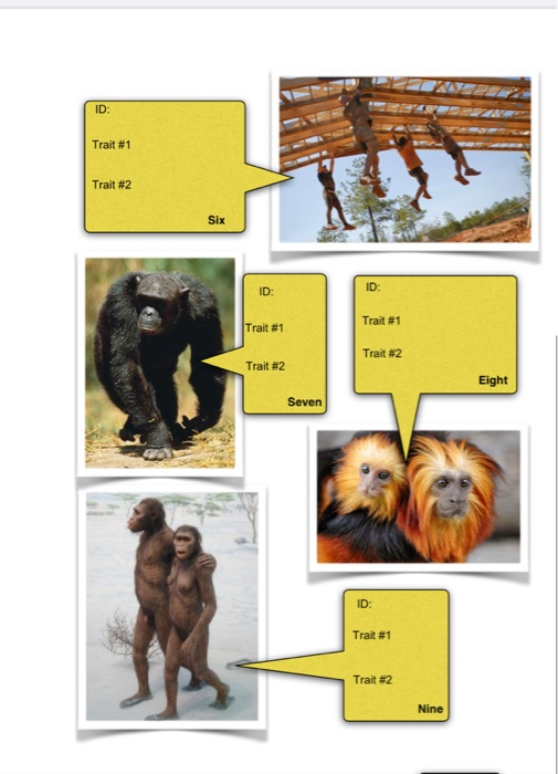 Solved { k Unit 2 Primate Features Lab.pdf Who you Primates | Chegg.com
