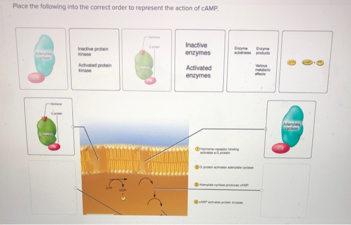 Solved Place the following into the correct order to | Chegg.com