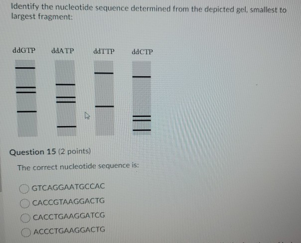 Solved Identify the nucleotide sequence determined from the | Chegg.com