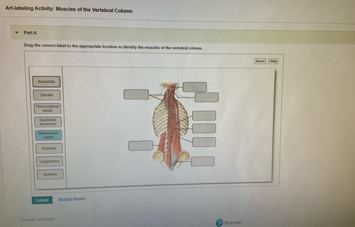 Solved: Art-labeling Activity: Muscles Of The Vertebral Co... | Chegg.com