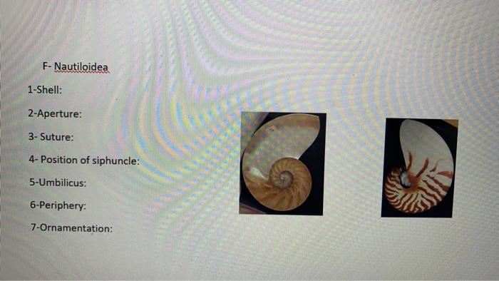 F-Nautiloidea 1-Shell: 2-Aperture: 3- Suture: 4- | Chegg.com