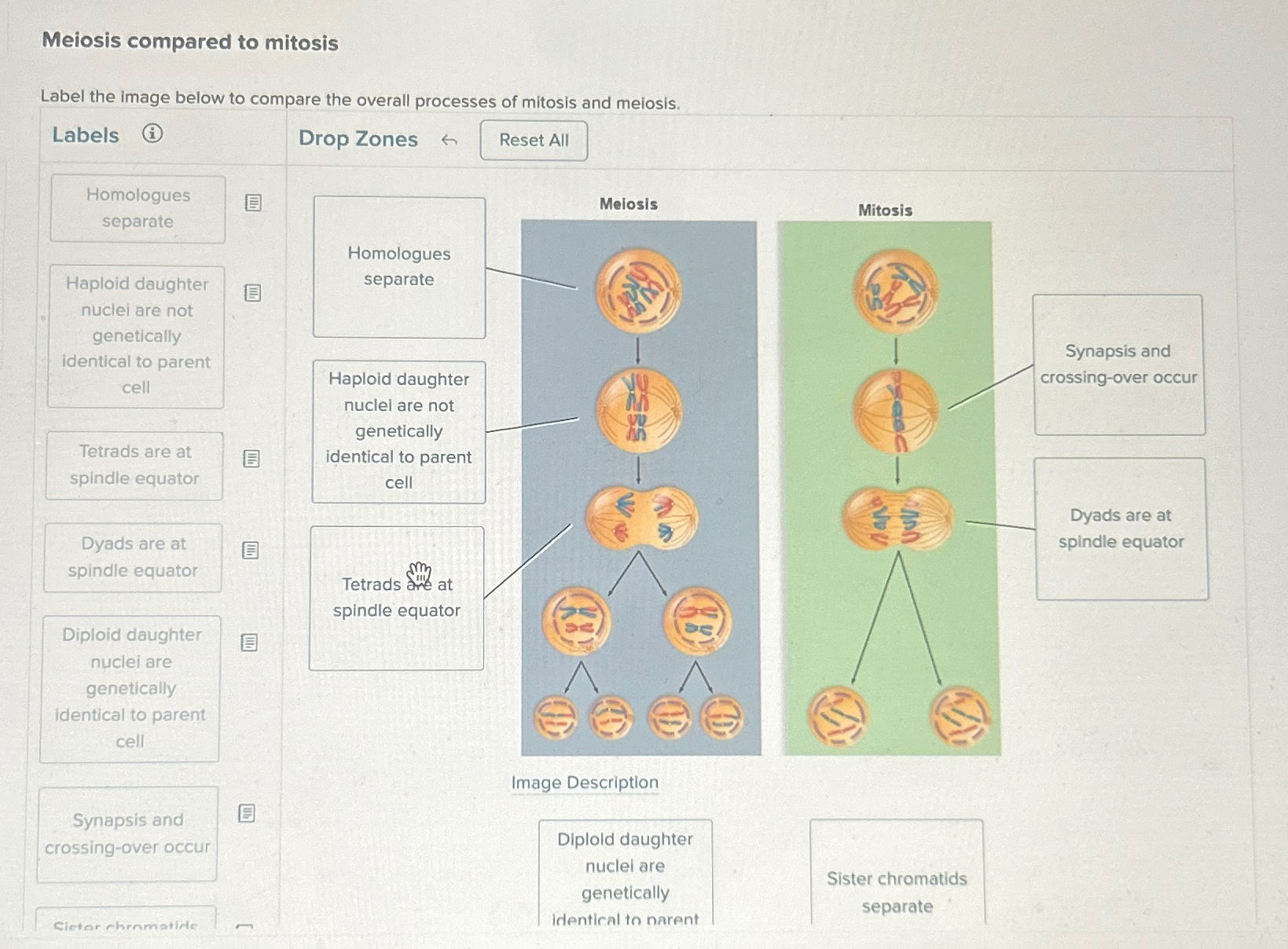 Solved Meiosis compared to mitosisLabel the image below to | Chegg.com