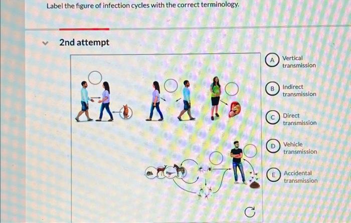 Solved Label the figure of infection cycles with the correct | Chegg.com