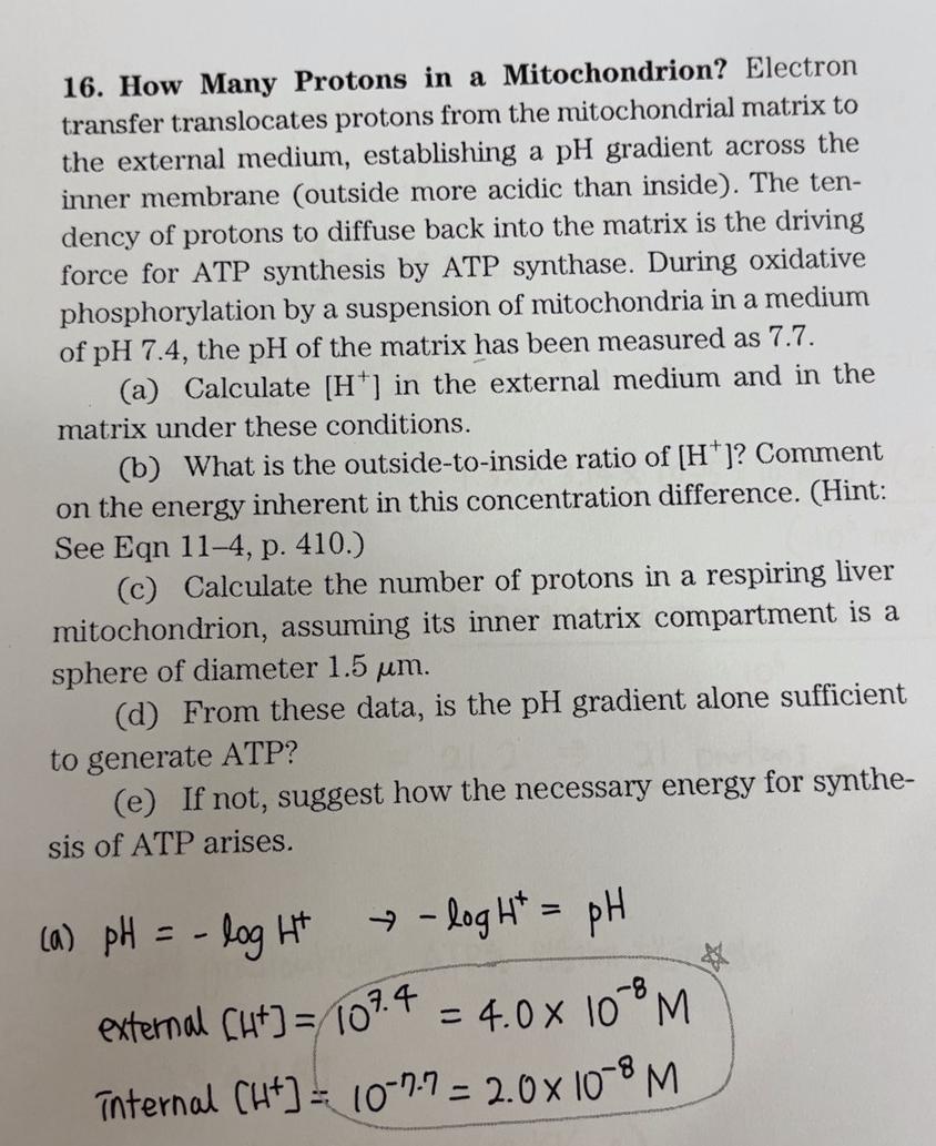 Solved How Many Protons in a Mitochondrion? Electron | Chegg.com