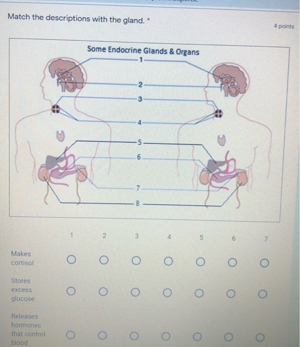 Solved Match the descriptions with the gland. * 4 points | Chegg.com