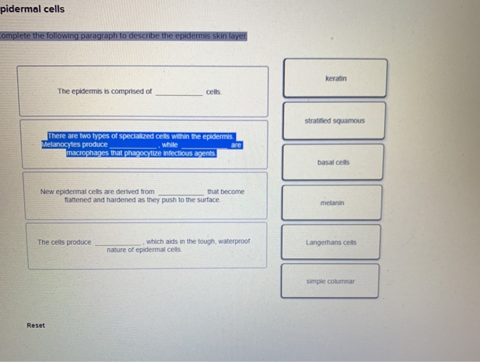 Solved pidermal cells Complete the following paragraph to | Chegg.com
