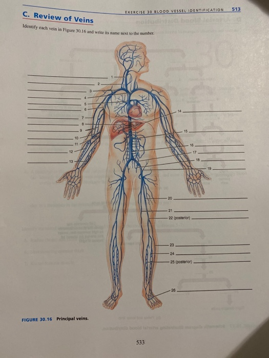 Solved 513 C. Review of Veins EXERCISE 10 BLOOD VESSEL | Chegg.com