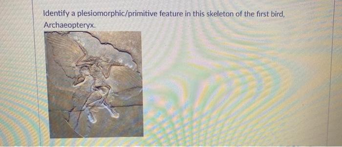 Solved Identify a plesiomorphic/primitive feature in this | Chegg.com