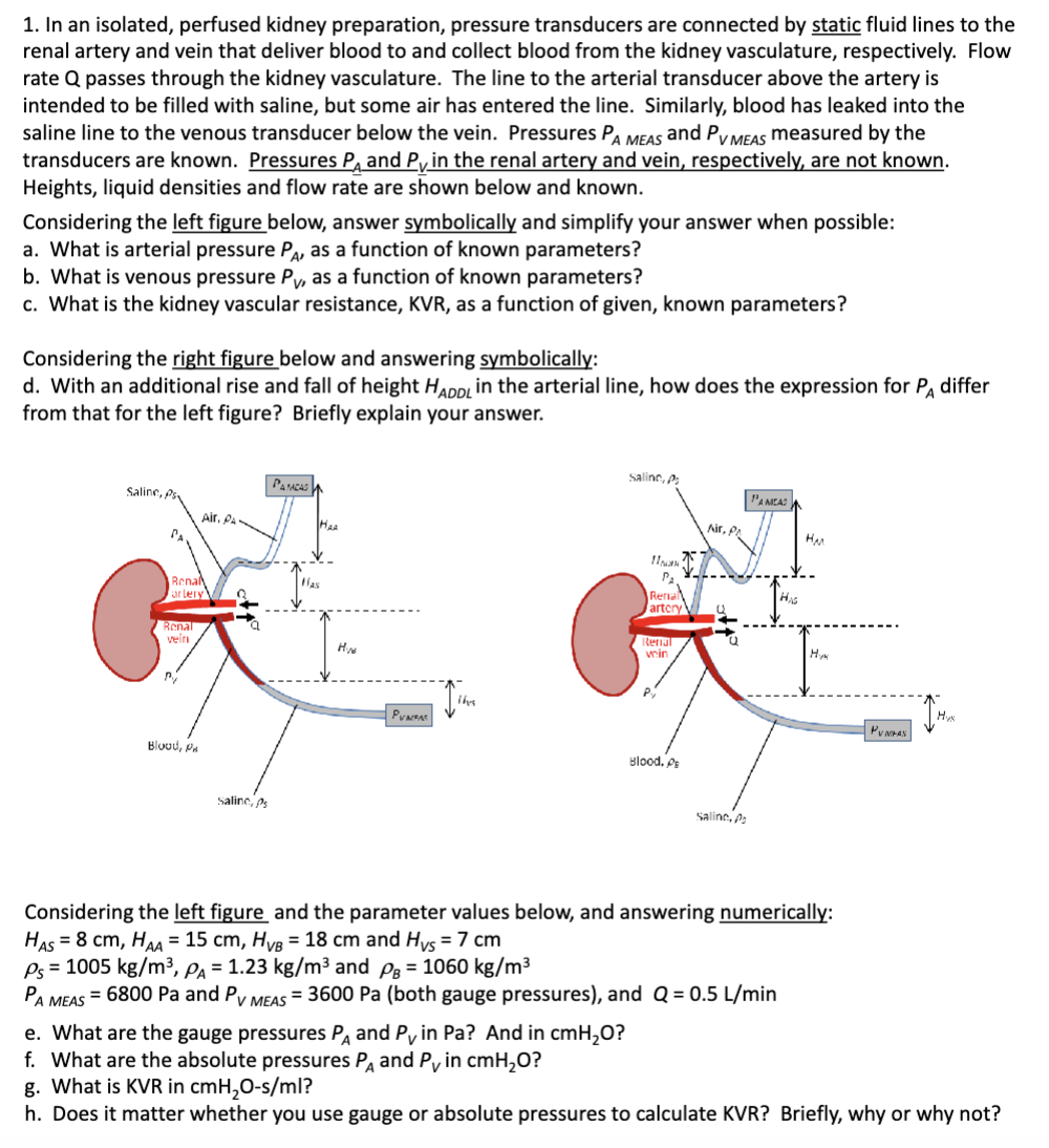 Solved In an ﻿isolated, perfused kidney preparation, | Chegg.com