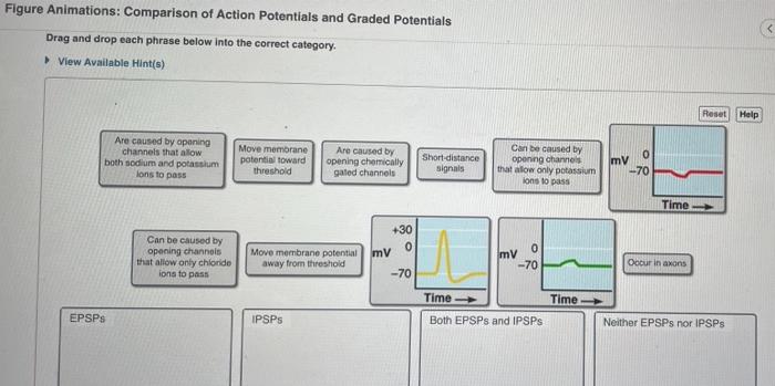 Solved Figure Animations: Comparison of Action Potentials | Chegg.com