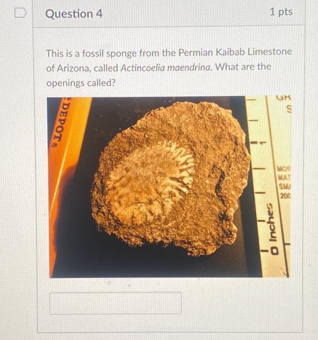 Solved Question 4 This is a fossil sponge from the Permian | Chegg.com