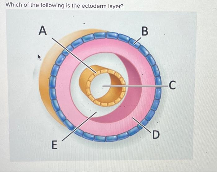 Solved Which of the following is the ectoderm layer? A E B D | Chegg.com