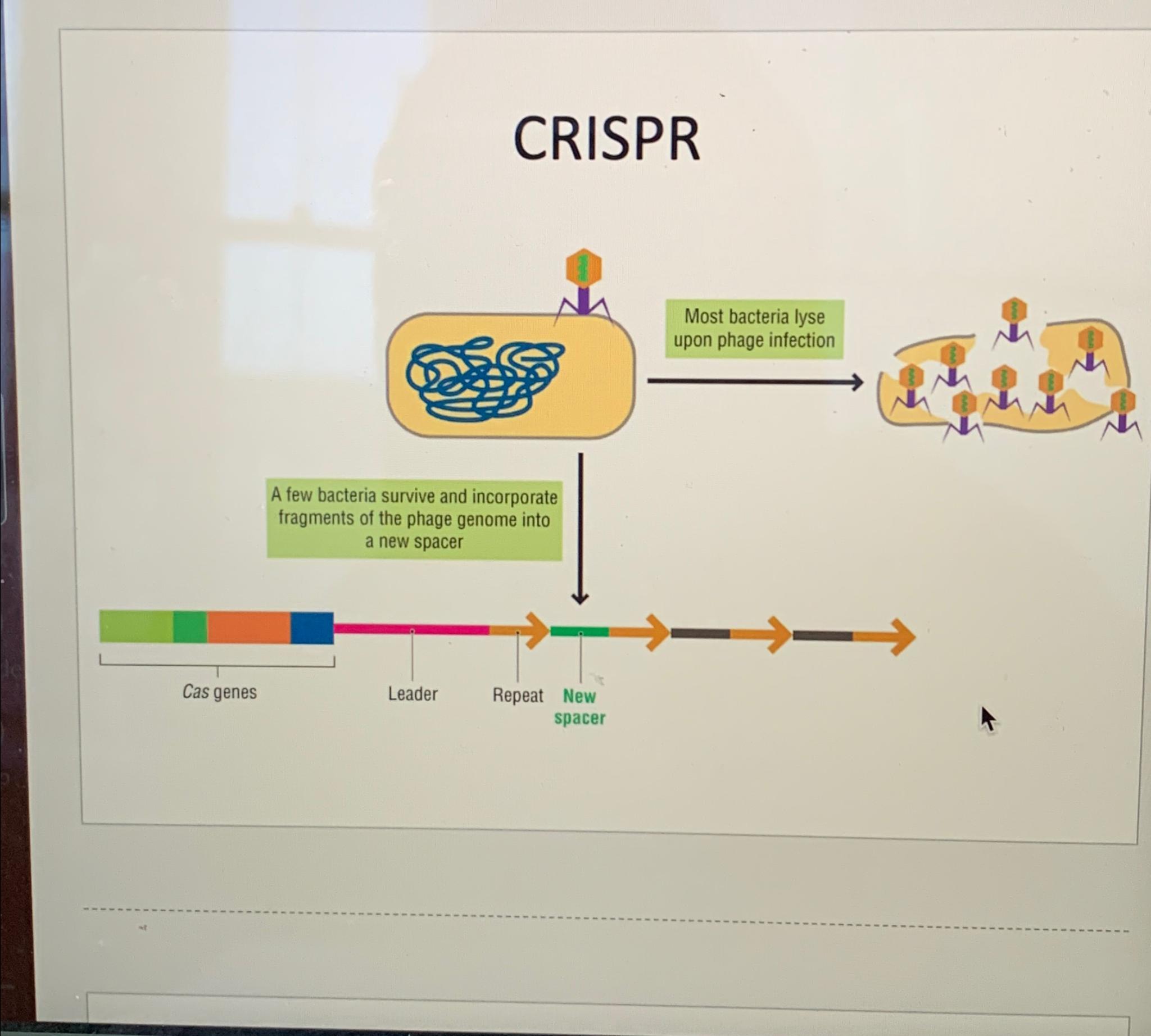 Solved CRISPR | Chegg.com