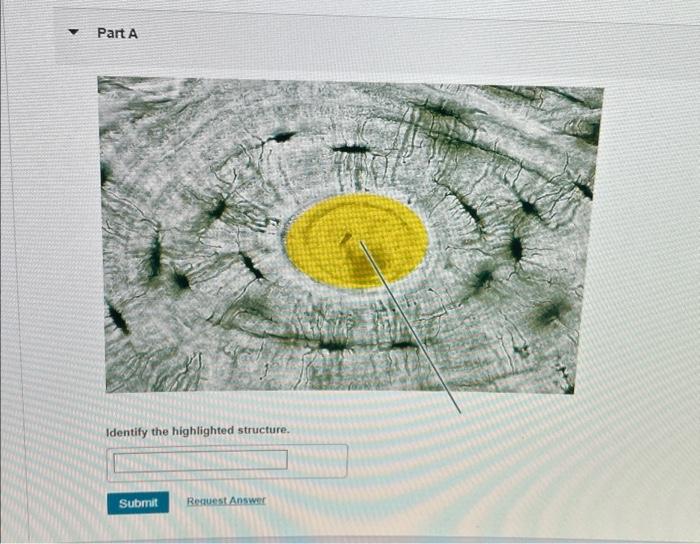 Solved Identify the highlighted structure. | Chegg.com