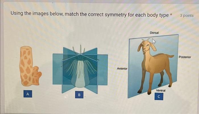 Solved Using the images below, match the correct symmetry | Chegg.com