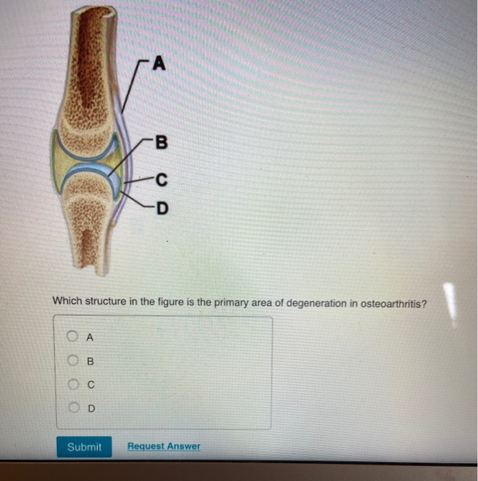 Solved which structure in the figure is the primary area of | Chegg.com