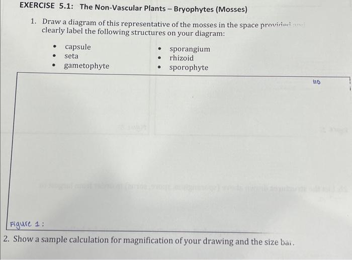 EXERCISE 5.1: The Non-Vascular Plants - Bryophytes | Chegg.com